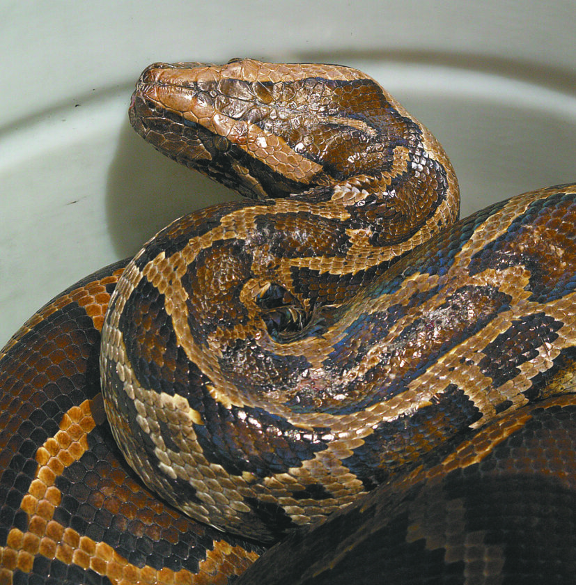 CROW Speakers Series to host Jan. 9 presentation on Burmese pythons | The definitive guide to ...
